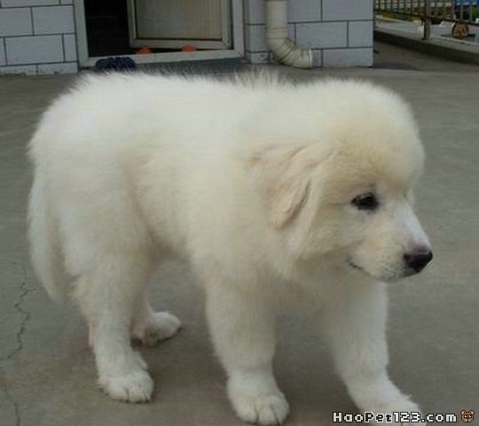 大白熊犬:『大白熊』的照片 宠物相册 123宠物网
