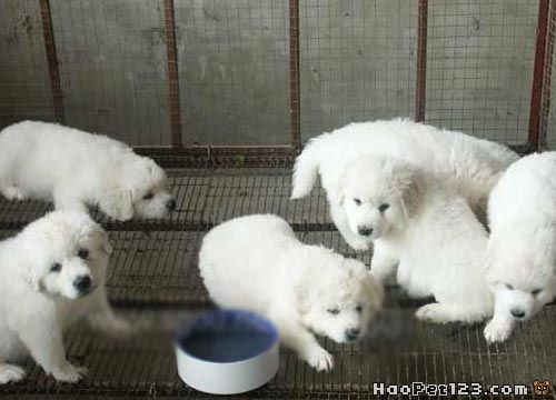 大白熊犬:『大白熊』的照片 宠物相册 123宠物网